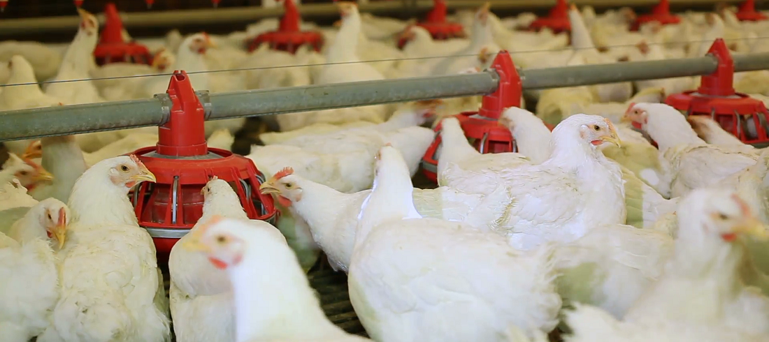 Brazilian Chicken Meat Exports Remain Stable in April, with Growth in ...